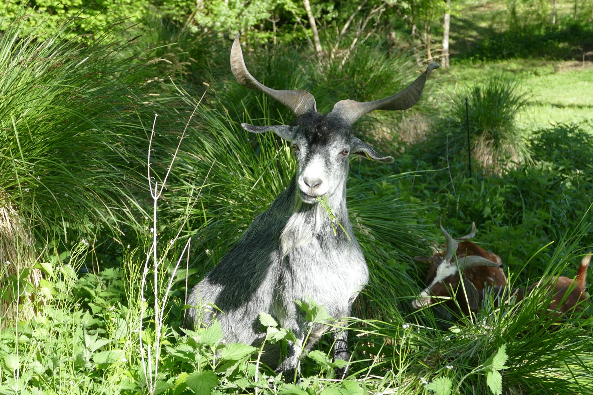 Les chèvres du Roves - Api-Rove du frou